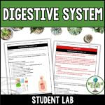Digestive System Simulation Lab - Human Body Systems