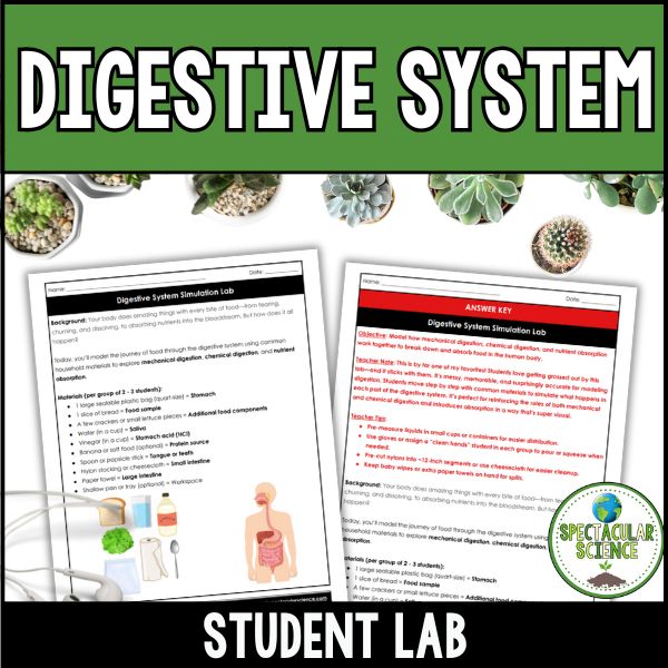 Digestive System Simulation Lab | Spectacular Science