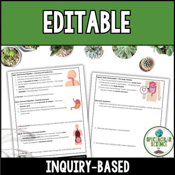 Digestive System Simulation Lab | Spectacular Science