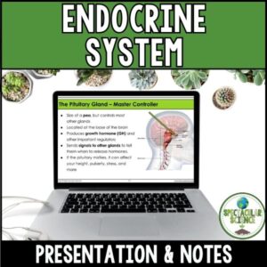 Endocrine System Presentation And Notes - Balance, Hormones, Worksheets ...