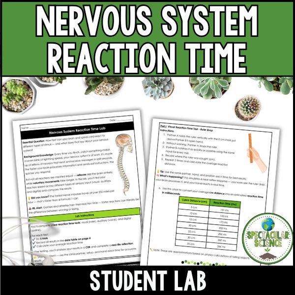 Nervous System Reaction Time Lab | Spectacular Science